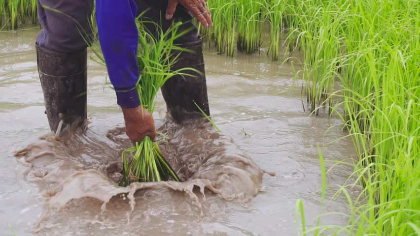 transplanting indirect seeding process growing seedlingsasian Stock ...