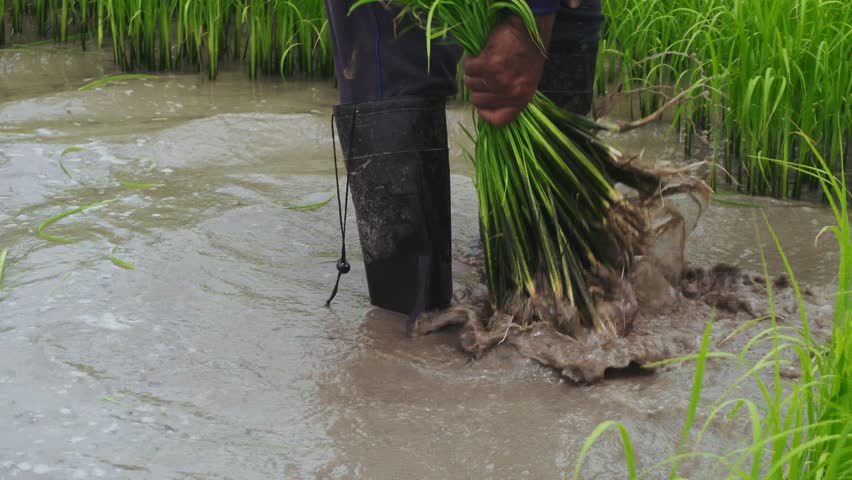 4k Transplanting, or Indirect Seeding, Stock Footage Video (100% ...