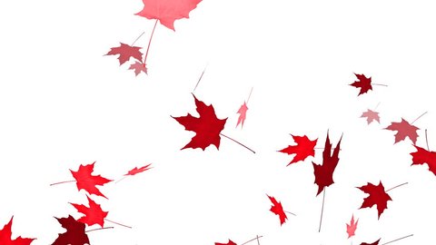 Falling Maple Leaves Animated
