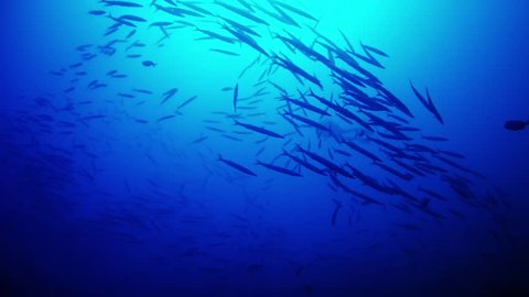 barracudas turning underwater vortex barracuda fish Stock Footage Video ...