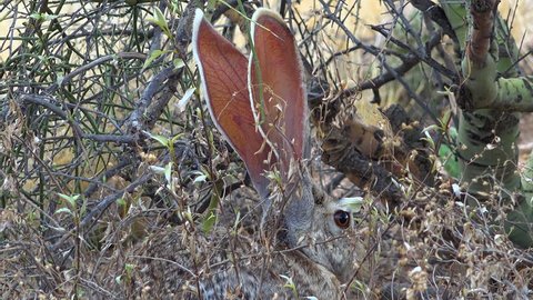 Long Oversized Unique Jackrabbit Ears Exhibit Stock Footage Video (100% ...