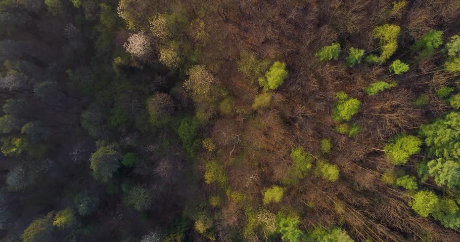 Moving Overhead Over Forest in Stock Footage Video (100% Royalty-free ...