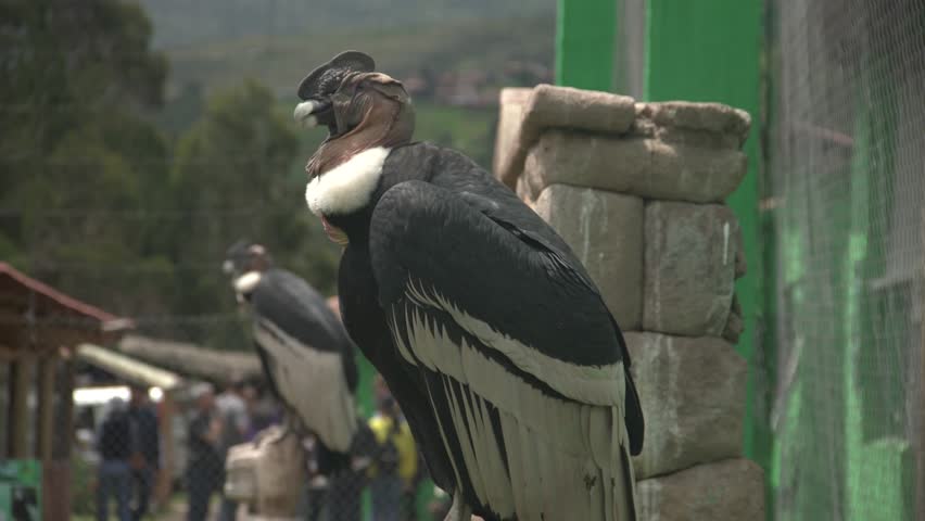 Inca Bird Symbol Stock Video Footage - 4K and HD Video Clips | Shutterstock