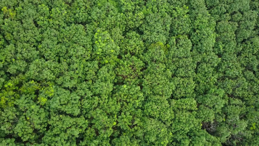 rubber tree aerial shoot thailand Stock Footage Video (100% Royalty ...