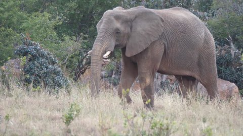 Un elefante macho apareándose con una: video de stock (totalmente libre ...