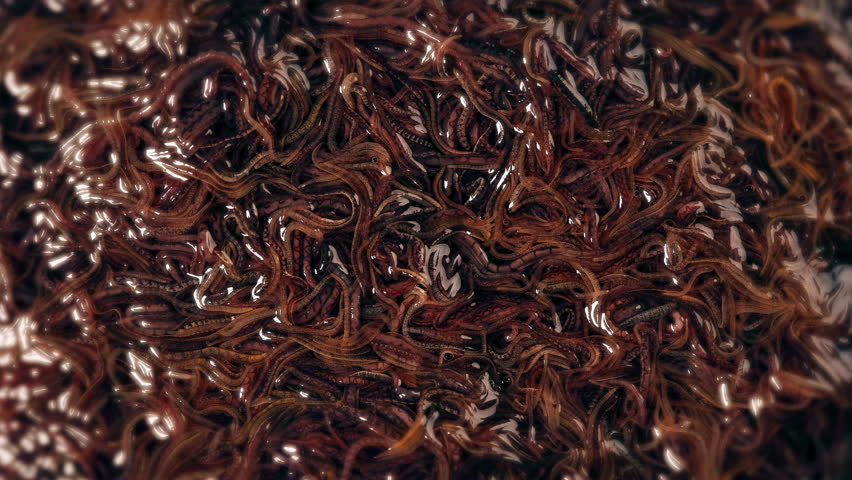 colony tubifex worms naididae family type Stock Footage Video (100% ...