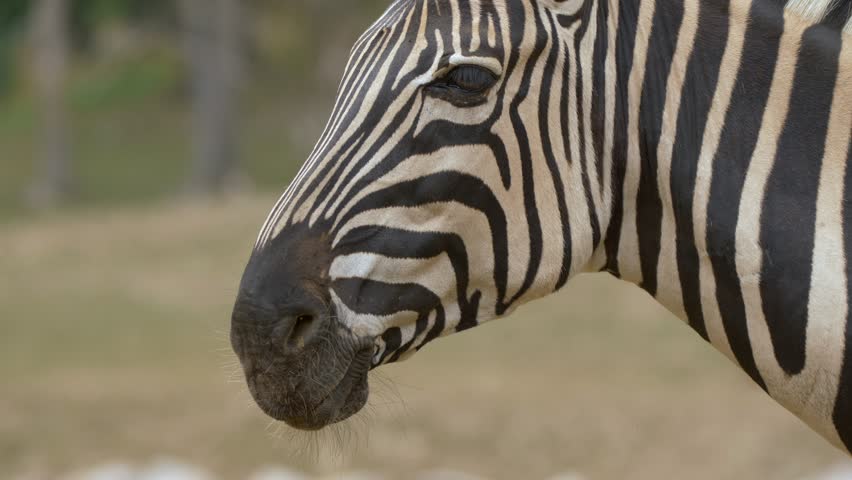 chapman's zebra equus quagga chapmanni portrait Stock Footage Video ...