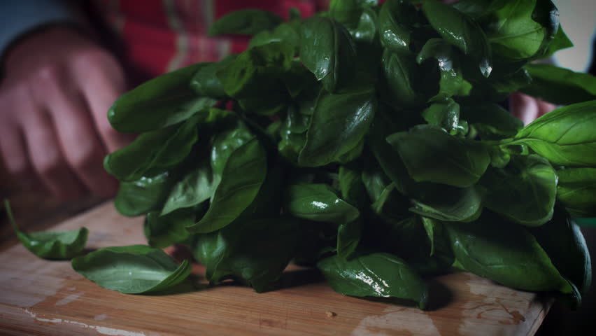 4k Traditional Italian Fresh Basil Stock Footage Video (100% Royalty ...