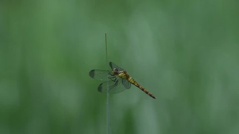 Dragonfly Mid Flight Forest Stock Footage Video (100% Royalty-free ...