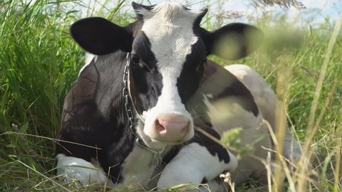 Cow Chews Posing Meditating On Lawn Stock Footage Video (100% Royalty ...