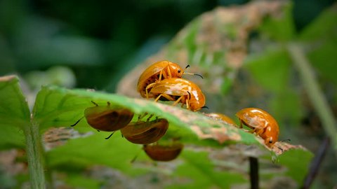 4k Footage Close Lady Bug Breeding Stock Footage Video (100% Royalty ...