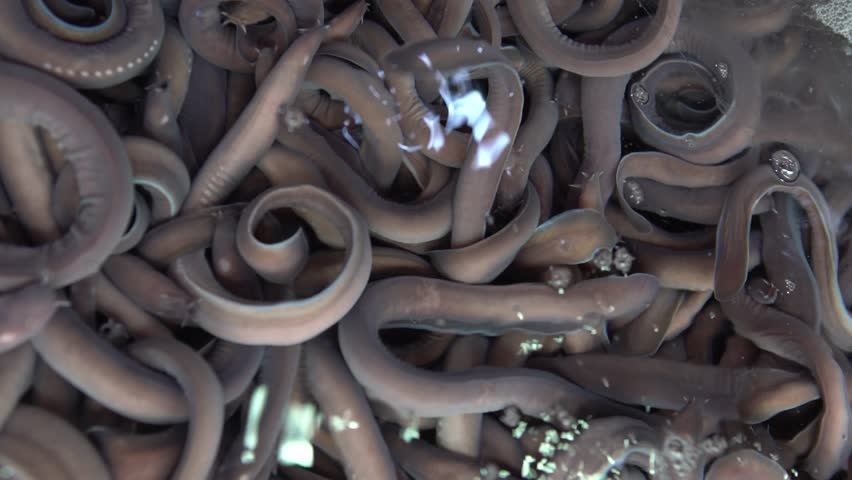 4k live eels inshore hagfish swiming Stock Footage Video (100% Royalty ...