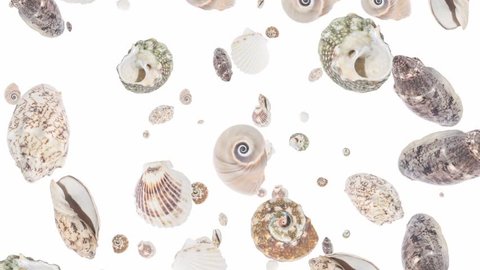 Shells Falling Down On White Background Stock Footage Video (100% ...
