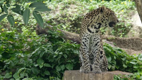 Amur Leopard Forest Looking Top View Stock Footage Video (100% Royalty ...