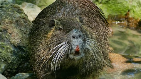 beaver gnawing on trunk Stock Footage Video (100% Royalty-free ...