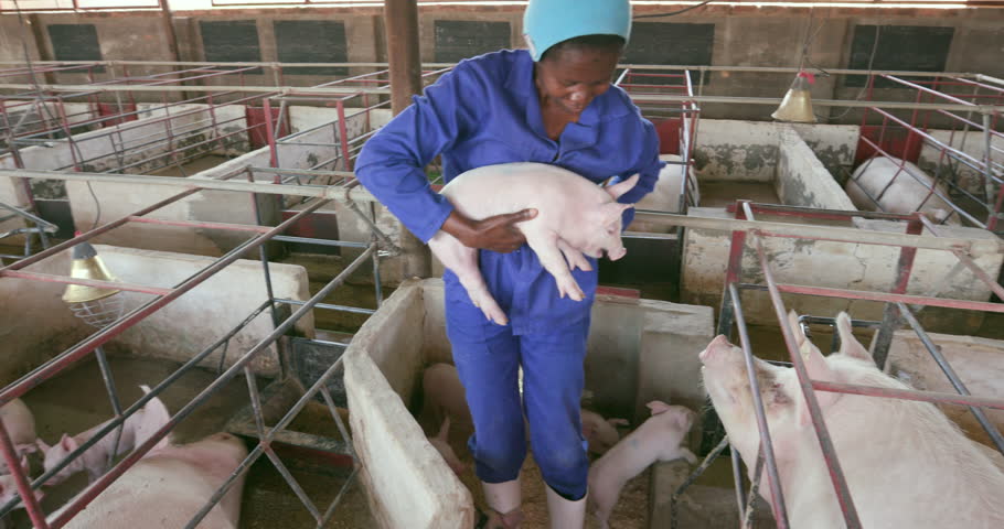 woman pig farmer picking examining piglets Stock Footage Video (100% ...