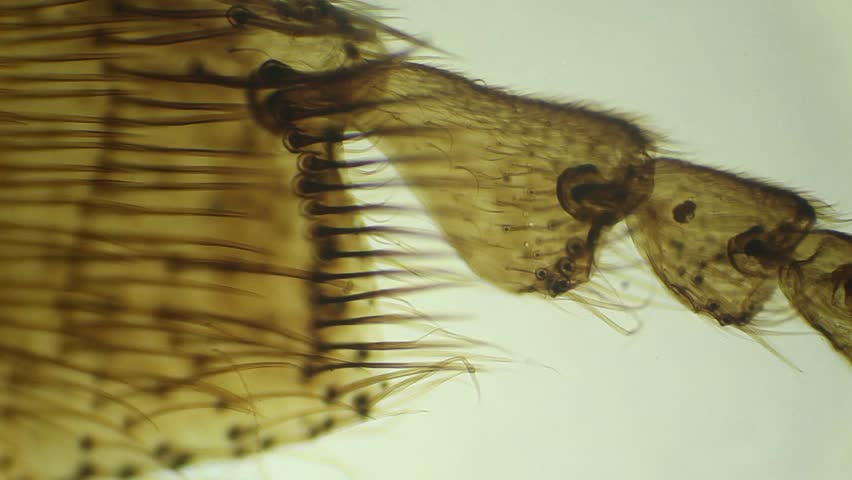 honey bee hind leg under microscope 스톡 동영상 비디오(100% 로열티 프리) 2933557 ...