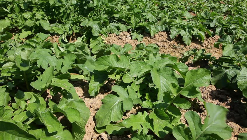 radish grow field countryside Stock Footage Video (100% Royalty-free ...