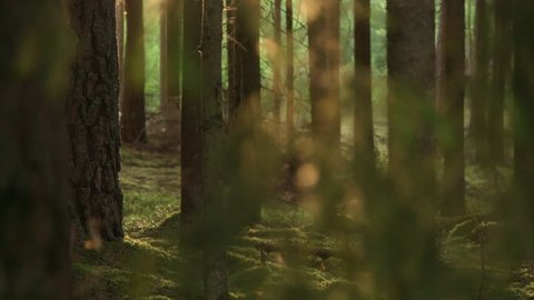 changing seasons transition winter spring summer Stock Footage Video ...