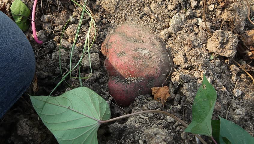 digging sweet potato land Stock Footage Video (100% Royalty-free ...