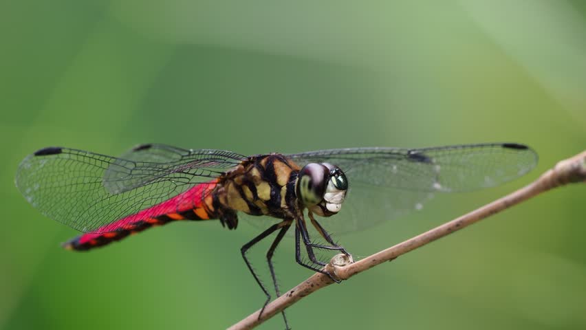 dragonfly's reaction bird sound Stock Footage Video (100% Royalty-free ...