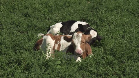 Two Cute Funny Little Calves Lying Stock Footage Video (100% Royalty ...