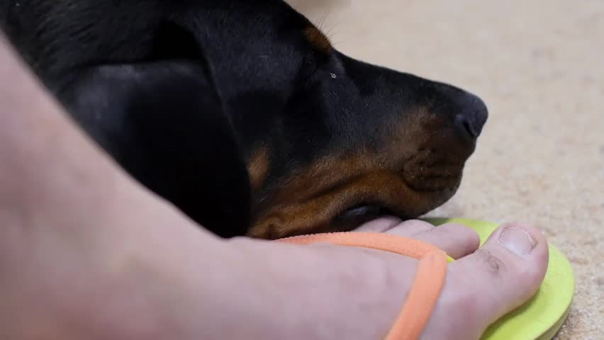 doberman puppy laying near master's foot Stock Footage Video (100% ...