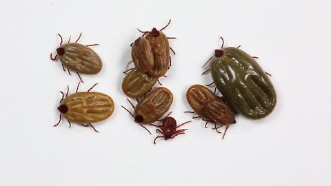 Close Group Ticks Moving Stock Footage Video (100% Royalty-free ...