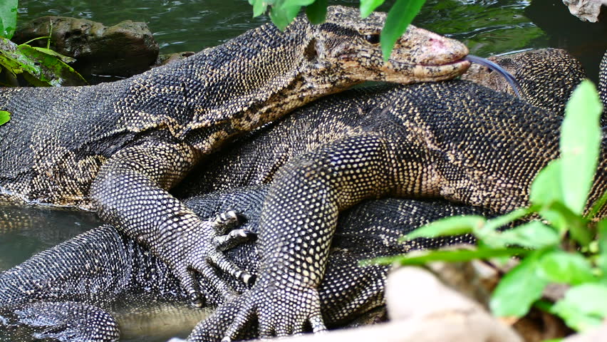 close monitor lizard mating water Stock Footage Video (100% Royalty ...