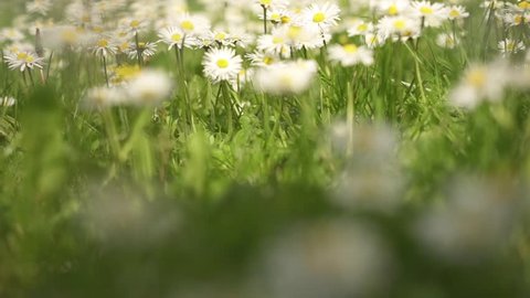 Spring Video Background Light Effects Animated Stock Footage Video (100 ...