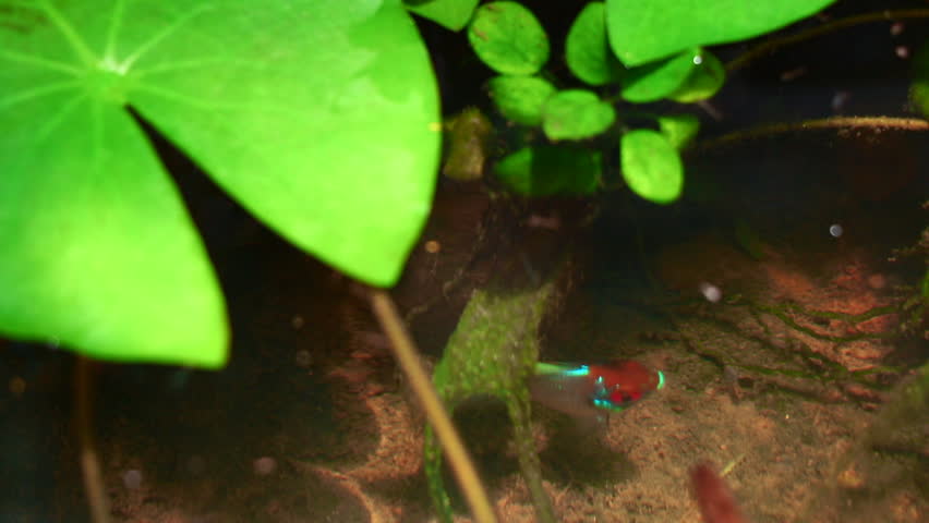 Lotus leaf disease Stock Video Footage - 4K and HD Video Clips ...