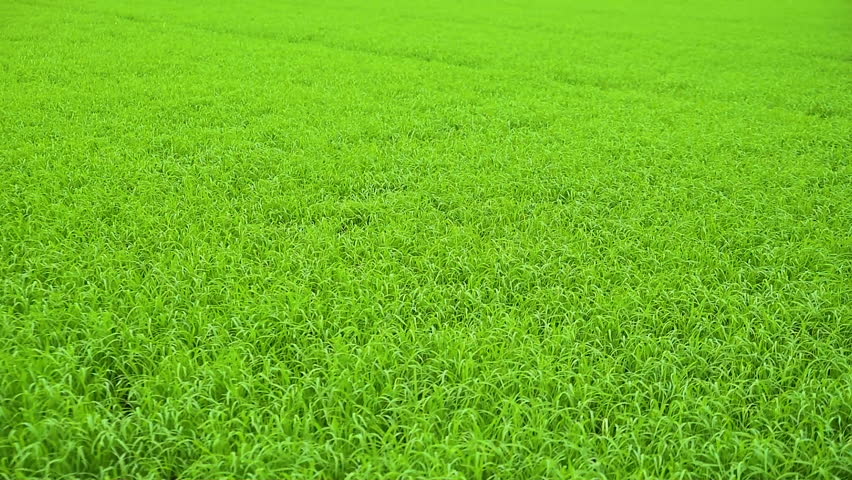 artificial grass texture camera pan animated Stock Footage Video (100% ...