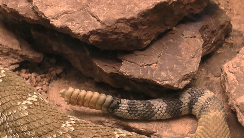 Rattlesnake Tail Horny Rings, Close Stock Footage Video (100% Royalty ...