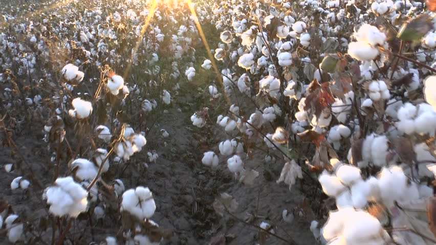 walk through blooming cotton field bright Stock Footage Video (100% ...