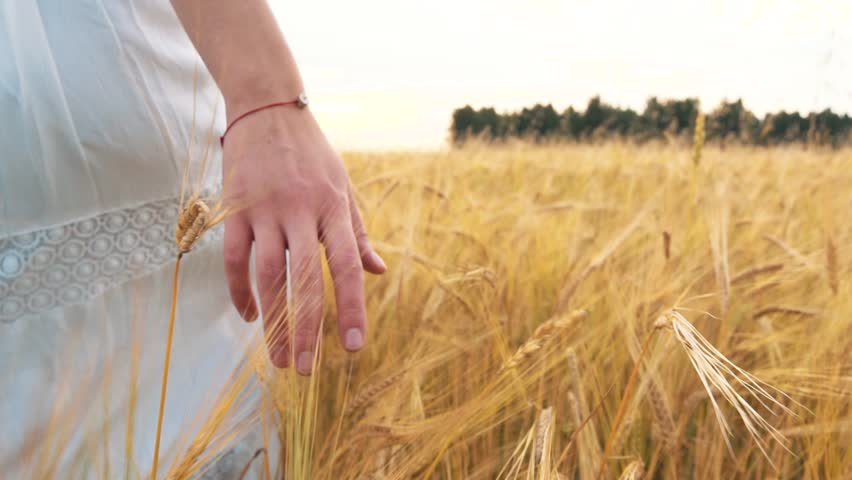 woman's hand running through wheat field Stock Footage Video (100% ...