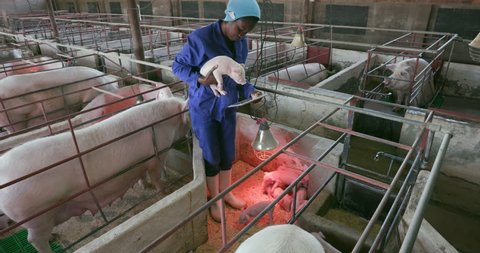 woman pig farmer picking examining piglets Stock Footage Video (100% ...