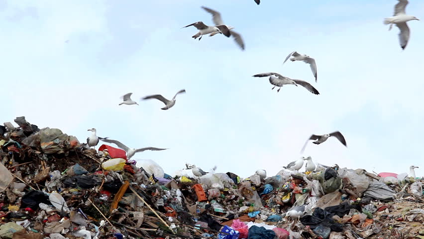 trash garbage description seagulls on landfill Stock Footage Video (100 ...