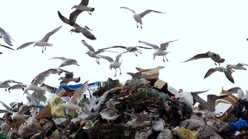 seagulls pollution description on landfill Stock Footage Video (100% ...