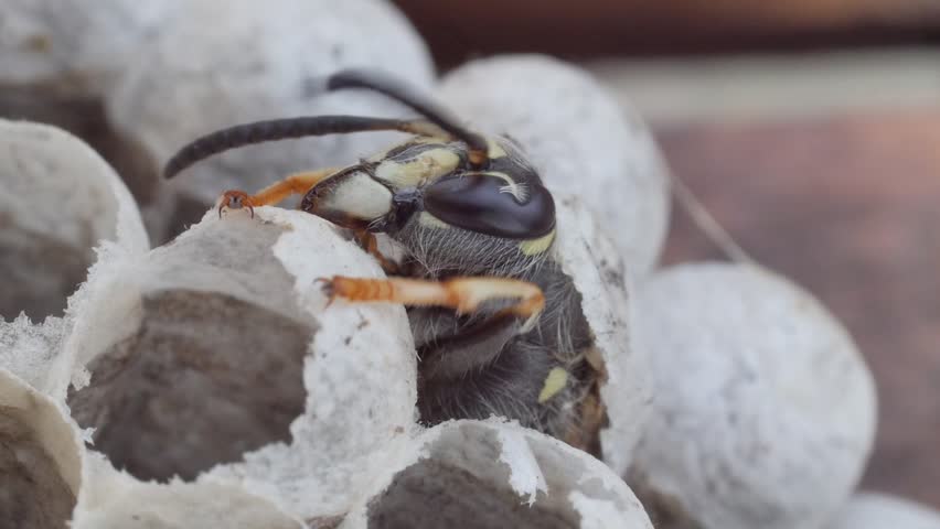 Top View of a Wasp Stock Footage Video (100% Royalty-free) 29594230 ...