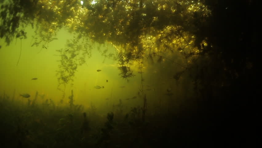 Underwater View of the Pond Stock Footage Video (100% Royalty-free ...