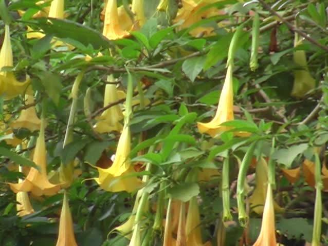 trumpet flower Stock Footage Video (100% Royalty-free) 29617 | Shutterstock