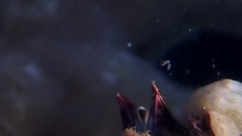 Balanus Balanomorpha Sea Acorn Marine Crustaceans Stock Footage Video ...