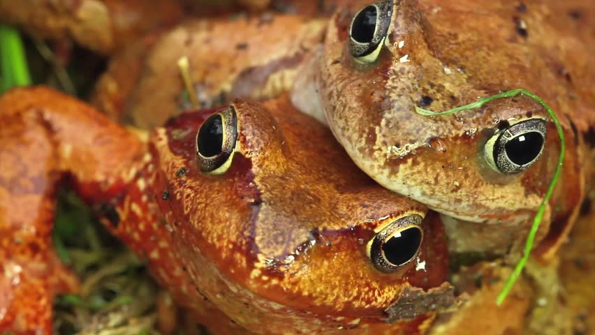 love frogs Stock Footage Video (100% Royalty-free) 2964844 | Shutterstock