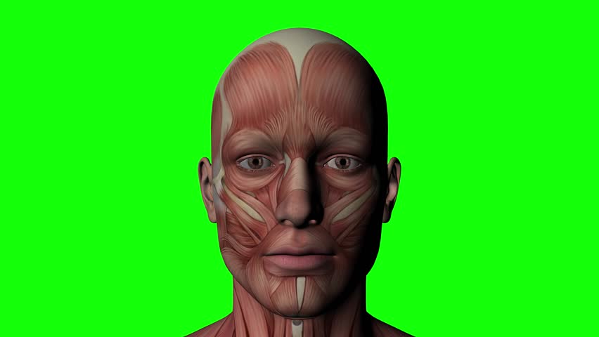 3d animated male body anatomy Stock Footage Video (100% Royalty-free ...