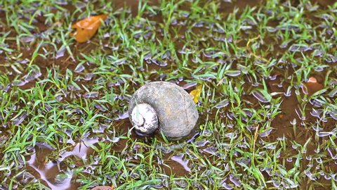 Living Shellfish Moving Slowly On Grass Stock Footage Video (100% ...