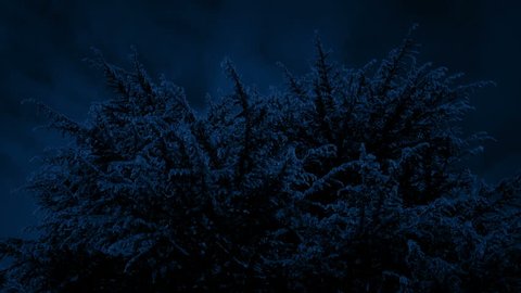 Trees Thrashing Around Storm Winds Stock Footage Video (100% Royalty ...