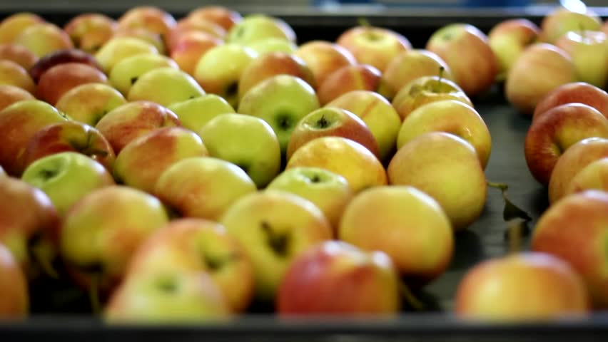 Apples On a Sorting Table Stock Footage Video (100% Royalty-free ...