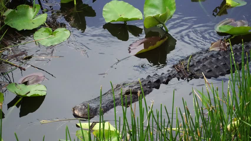 alligator swimming florida everglades national park Stock Footage Video ...