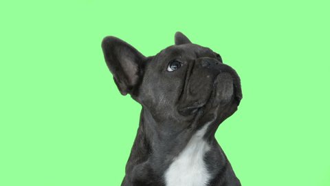 Dog on green screen Stock Video Footage - 4K and HD Video Clips ...