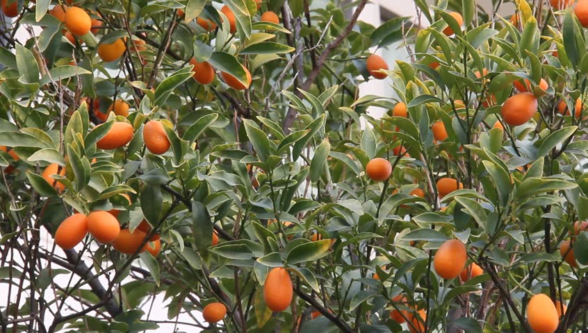 Small Exotic Orange Kinkan, or Stock Footage Video (100% Royalty-free ...